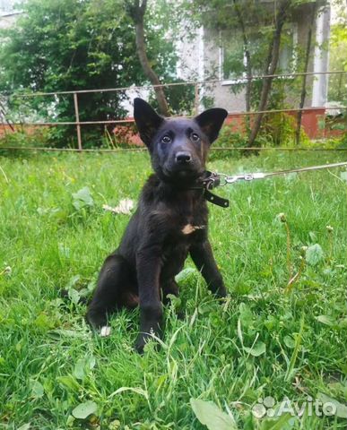 Щенокив добрые руки