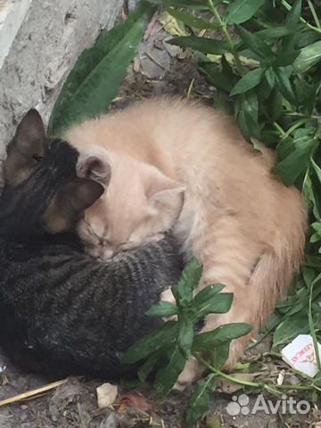 Котята в добрые руки