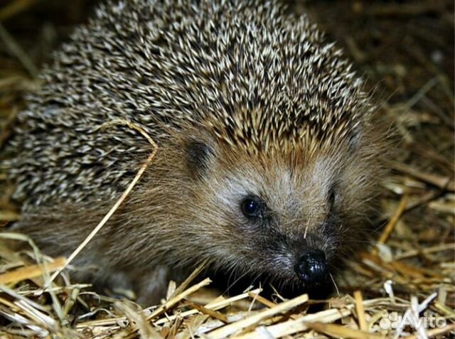 Продам ежа мальчик