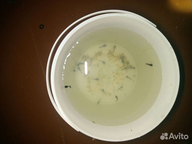 Головастики Жабы серой