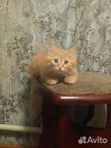 Котёнок мэйн кун 1,5 мес