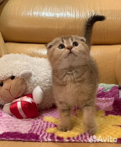 Шотландские вислоухие котята