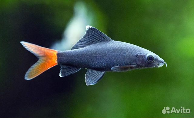 Рыбки лабео