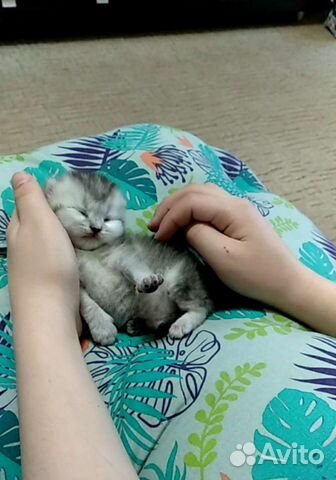 Норковая девчонка