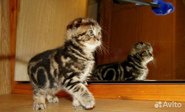 Вислоухая мраморная кошечка