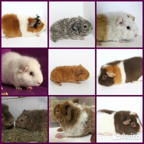 Плюшевая свинка