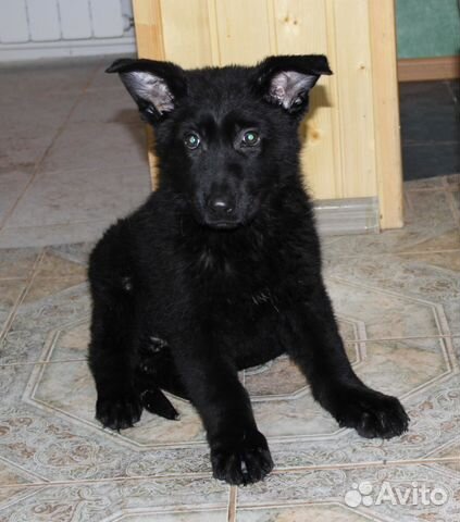 Замечательная черная девочка 2 мес