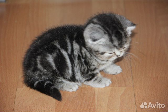 Британские котята