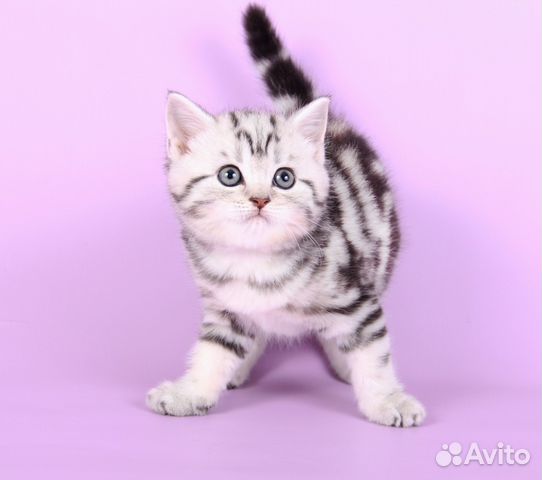 Британские котята