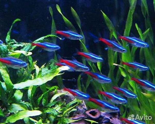 Неон голубой