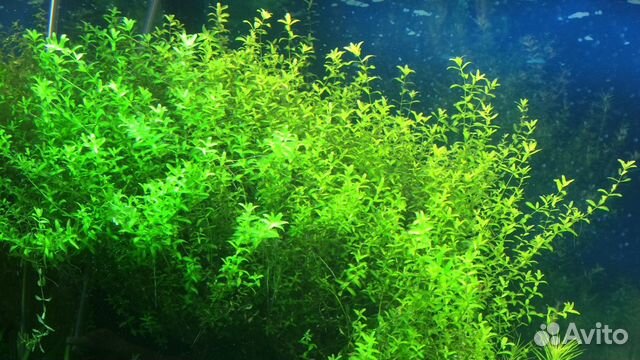 Аквариумное растение Хемиантус микрантемоидес