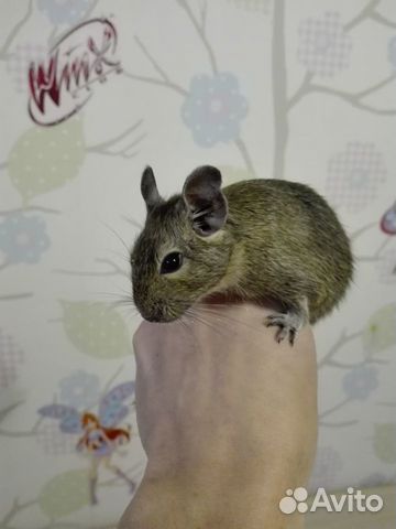 Продам Дэгу