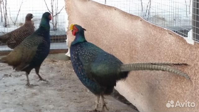 Фазан Зеленый (Румынский)