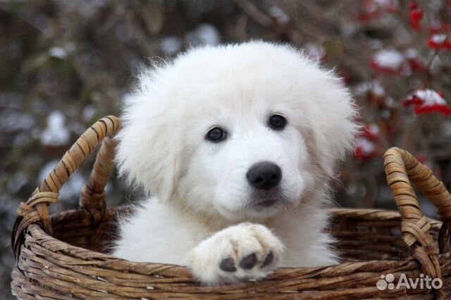 Маремма. Мареммо-абруцкая овчарка. Щенки