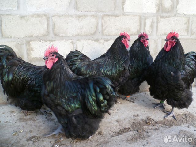 Куры Орпингтон, Кохинхин, Брама