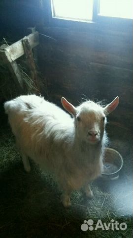 Продам козу