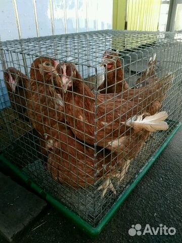 Куры продажа в городе