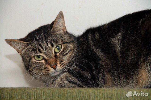 В дар добрым людям славная кошечка Маришка