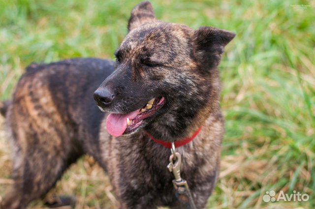 Стеша собака в добрые руки