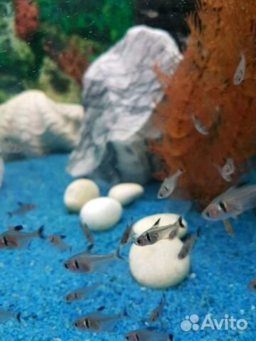 Аквариумная рыба -черный фонтом