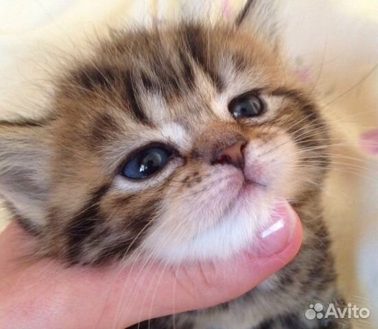 Британские котята мраморные