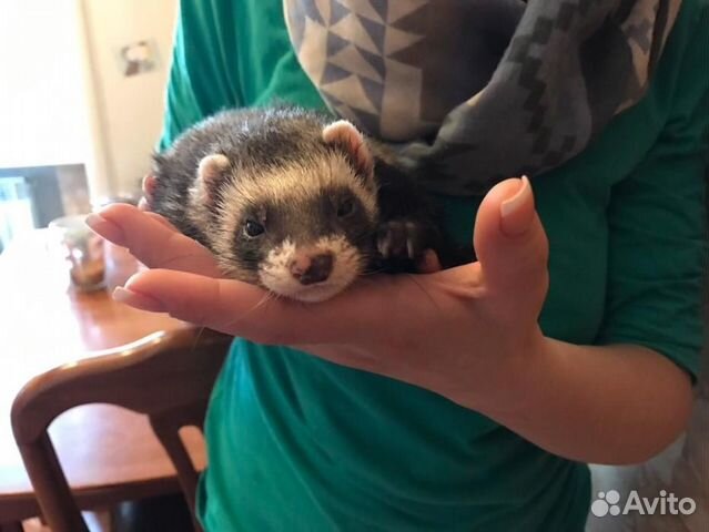 Хитрые хоречки готовы и ждут Вас у двери