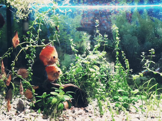 Рыбки аквариумные (дискусы и многое другое)