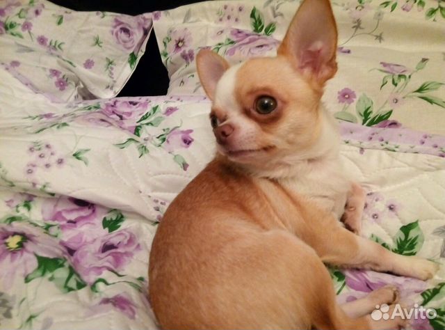 Мини кобель Чихуахуа приглашает на вязку