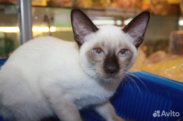 Мальчикк с голубыми глазами