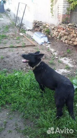 Кабель немецкой овчарки для вазки