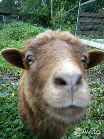 Уэссан мини овцы