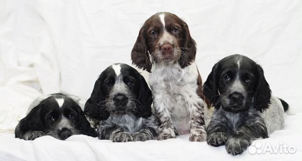 Щенки русского охотничьего спрингер спаниеля