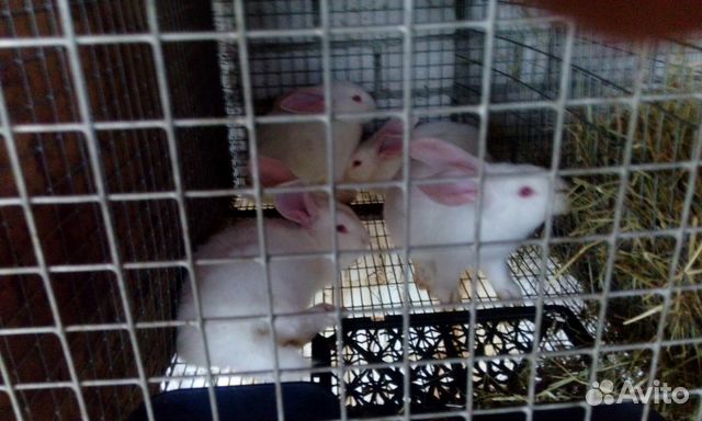 Белый паннон