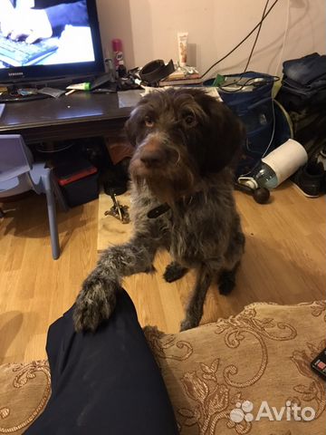 Дратхаар, ищет девочку