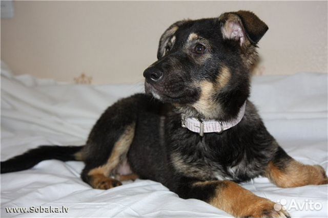 Молодая сука, метис вео 11 мес Лиза стерилизована