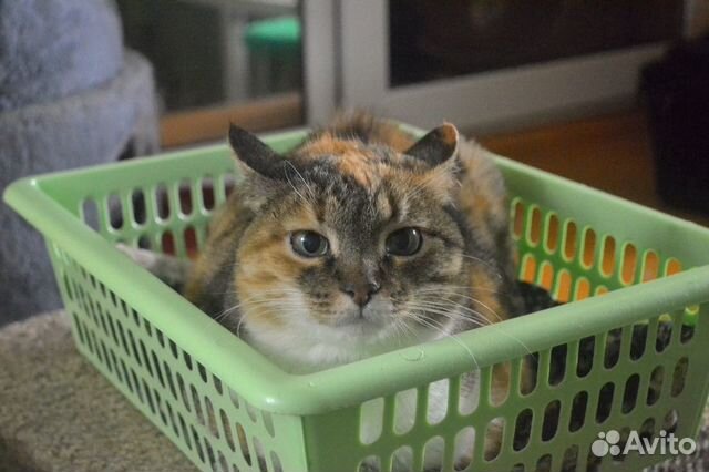 Кошка в добрые руки