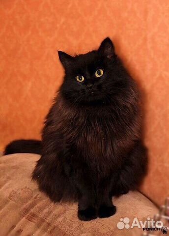 Пушечка Пампушечка