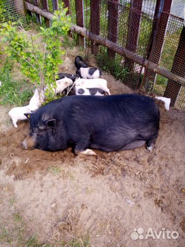 Хрюшки обмен на с/х животных