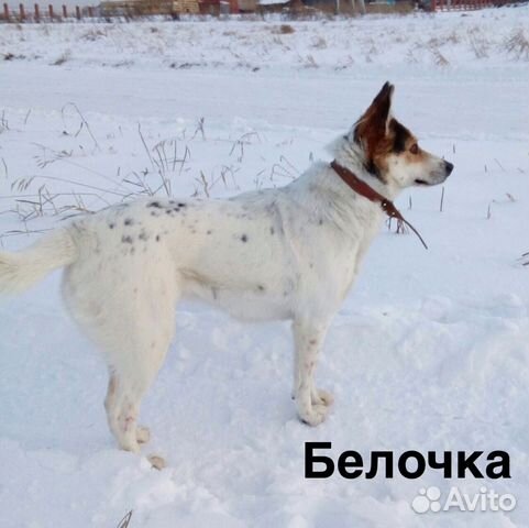 Белка - красавица