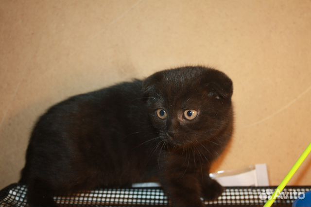 Чёрная вислоухая красавица