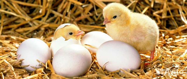 Цыплята 3 недели