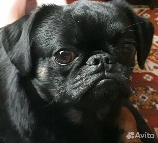 Вязка гриффон пти брабансон