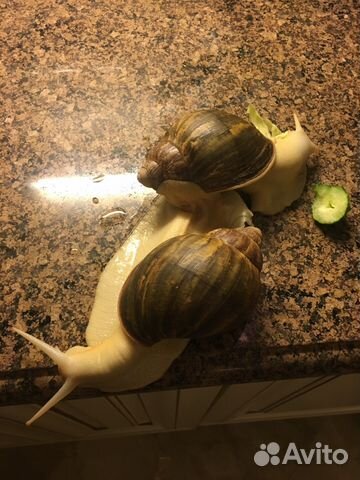 Улитка архахатина паулаэрти альбино боди