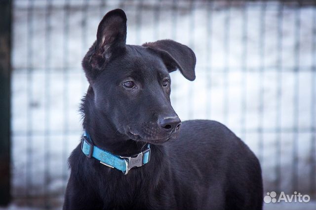 Красавец щенок Ральф в добрые руки