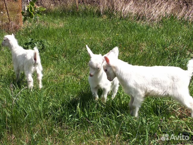 Козлята