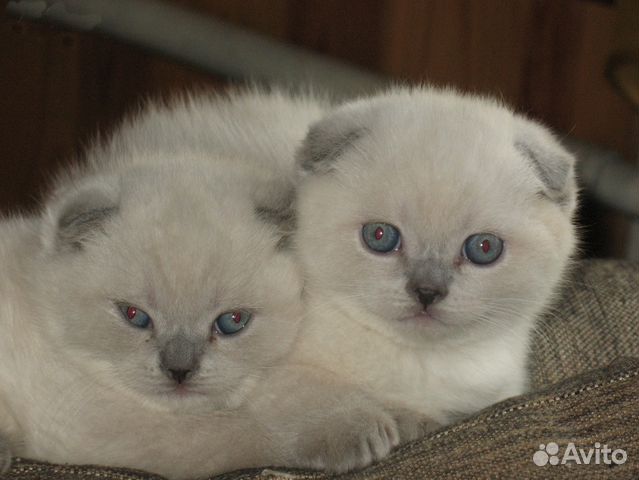 Лучшие вислоухие голубоглазки