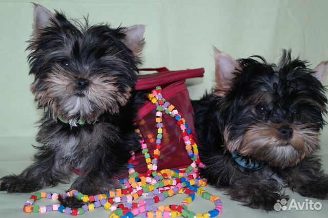 Йорширский терьер мини бэби-фэйс