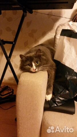 Кошечка Тася, окрас дымчатый с белым