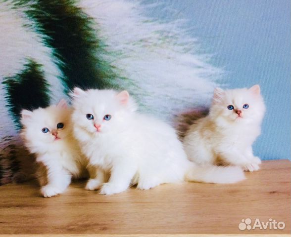 Кошечка Дакота котик Чили Bri ns 11 33;Bri ns12 33