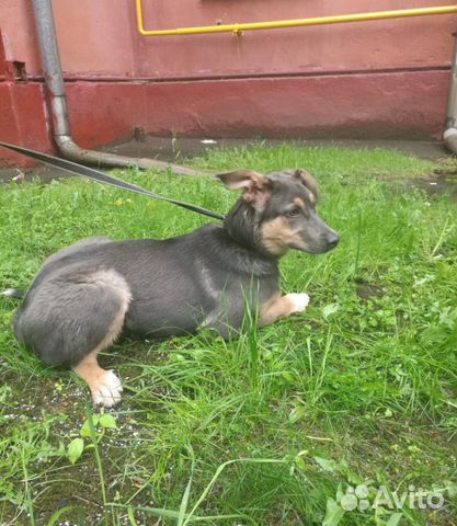 Только для вас чудесный щенок - "шоколадная" Флоша